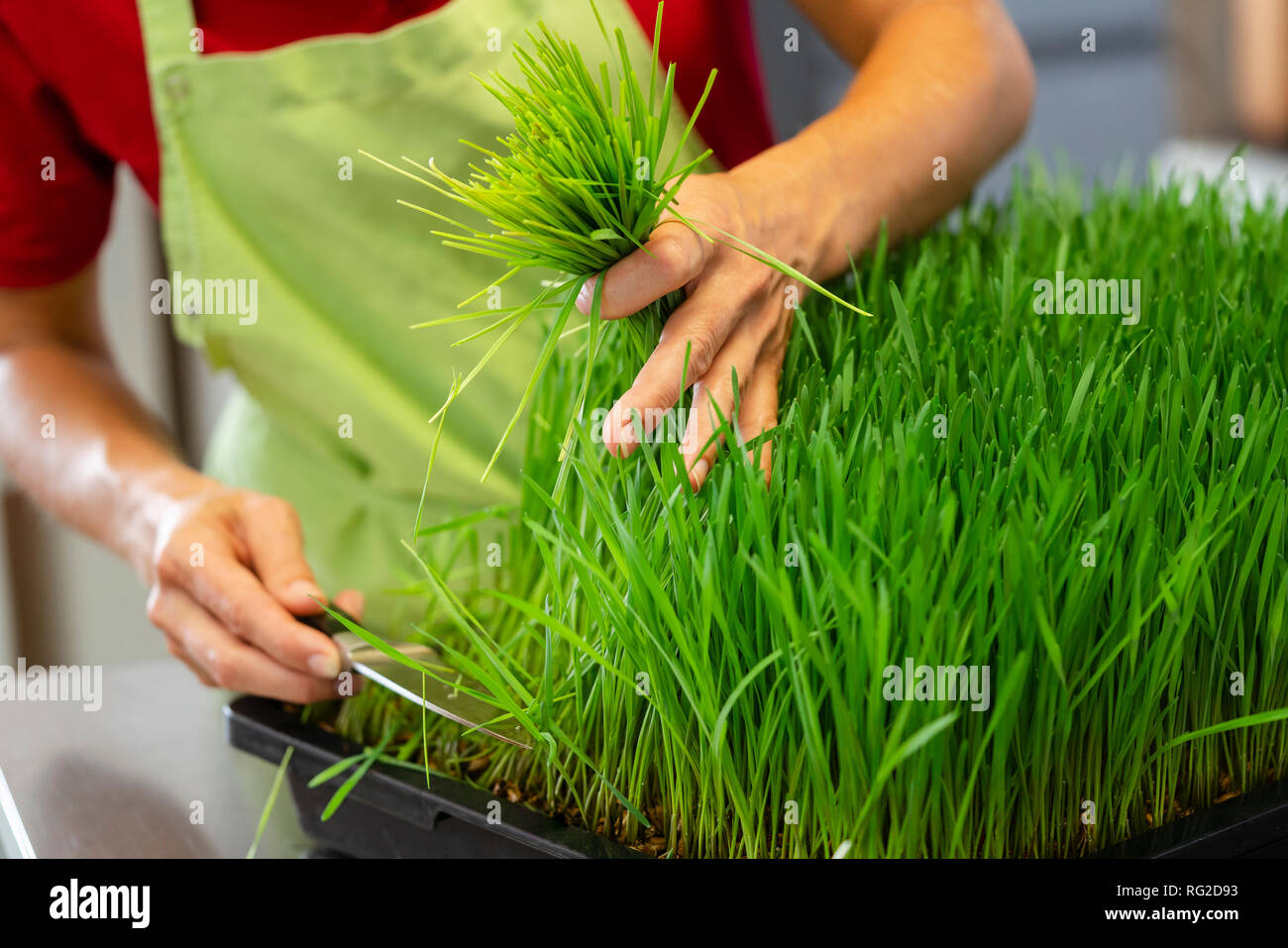 Gardener harvesting wheatgrass Stock Photo - Alamy
