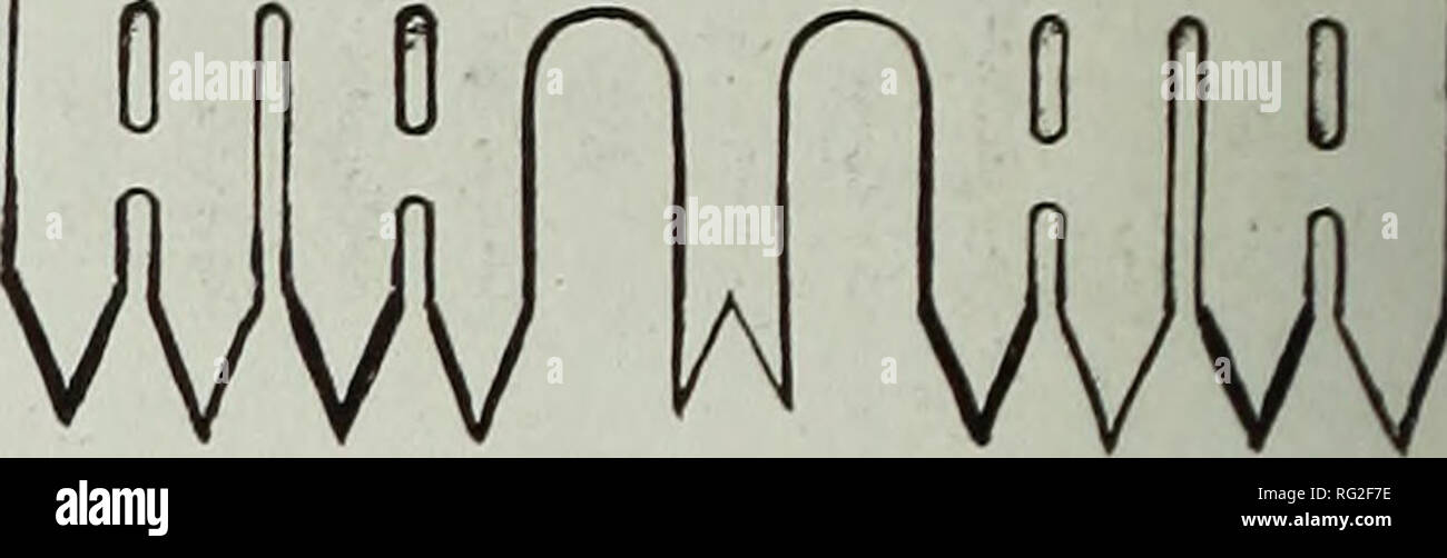 Puusy hi-res stock photography and images - Alamy