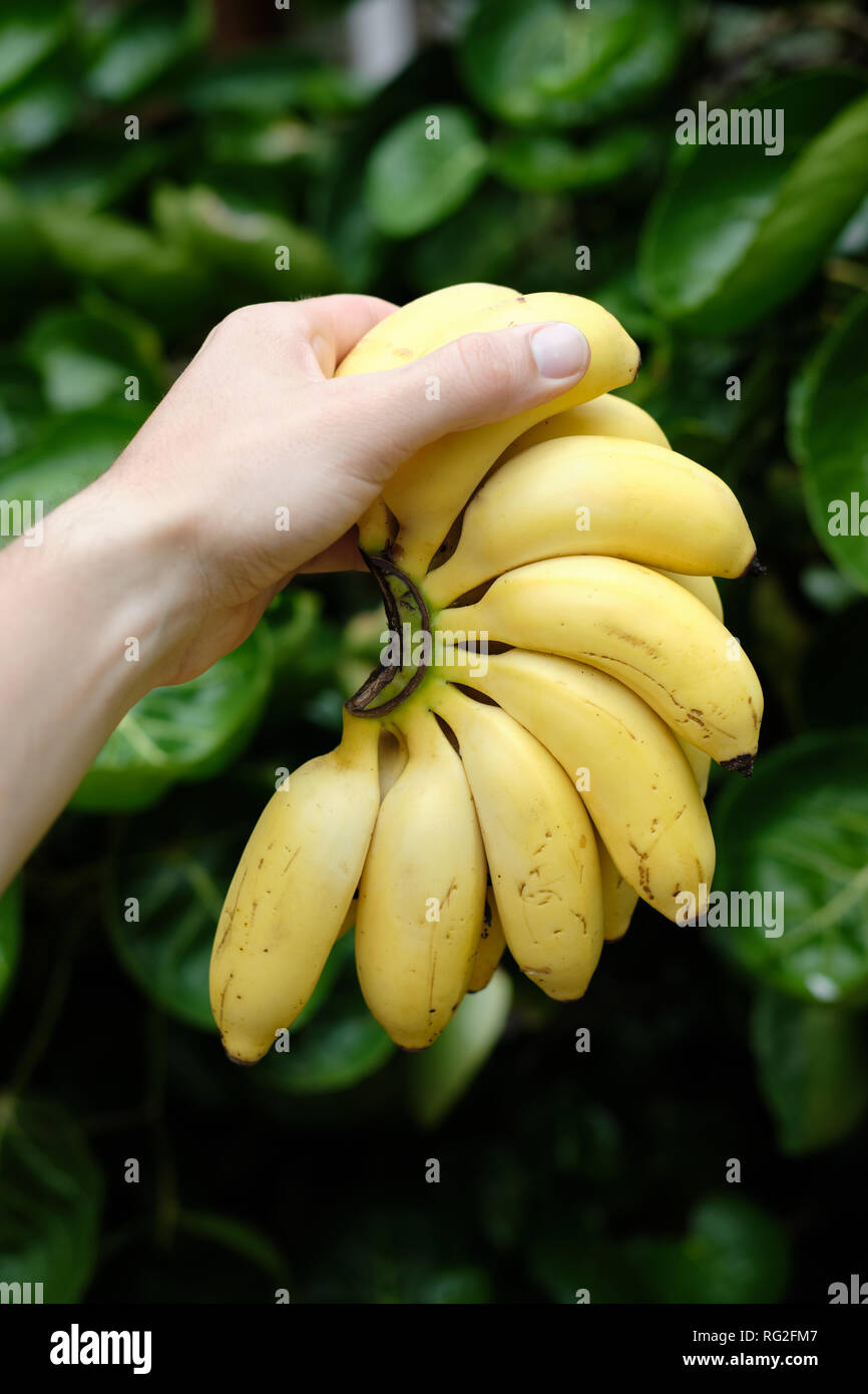 Hand Holding Banana Bunch on Forest Background. Exotic Fruit Palm ...