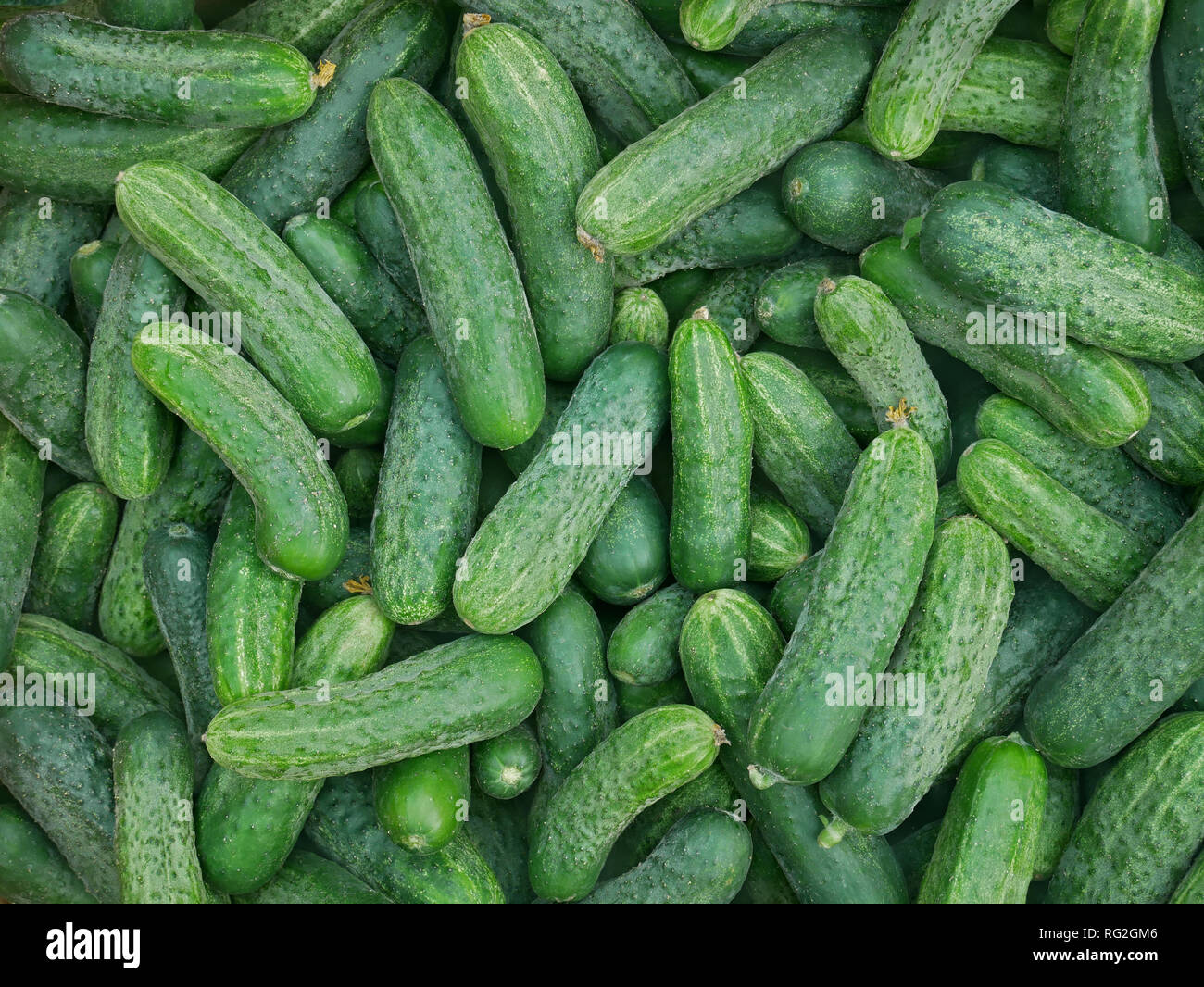 Close up counter fresh cucumbers hi-res stock photography and images ...