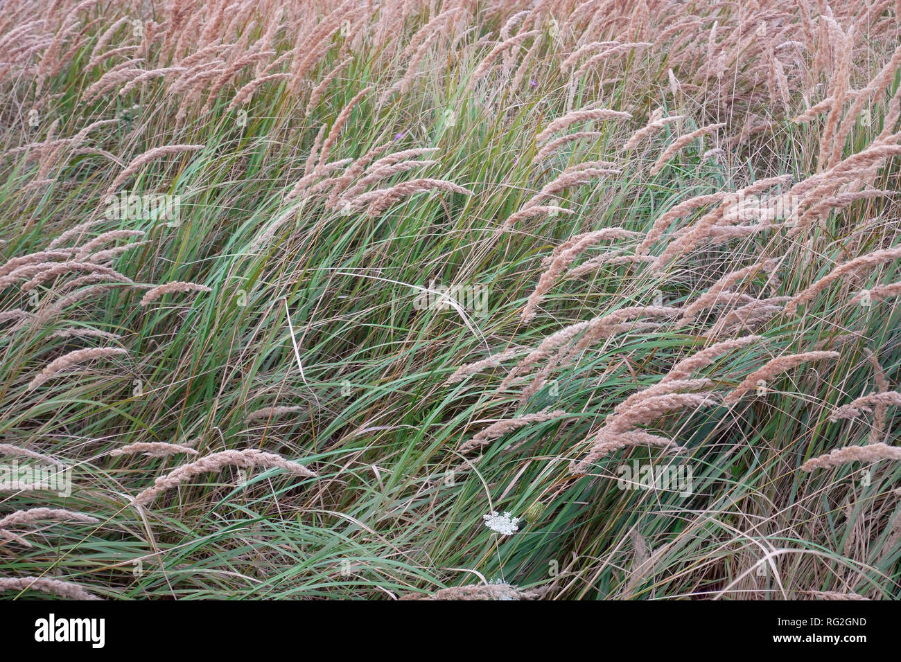 Windy growth hi-res stock photography and images - Alamy