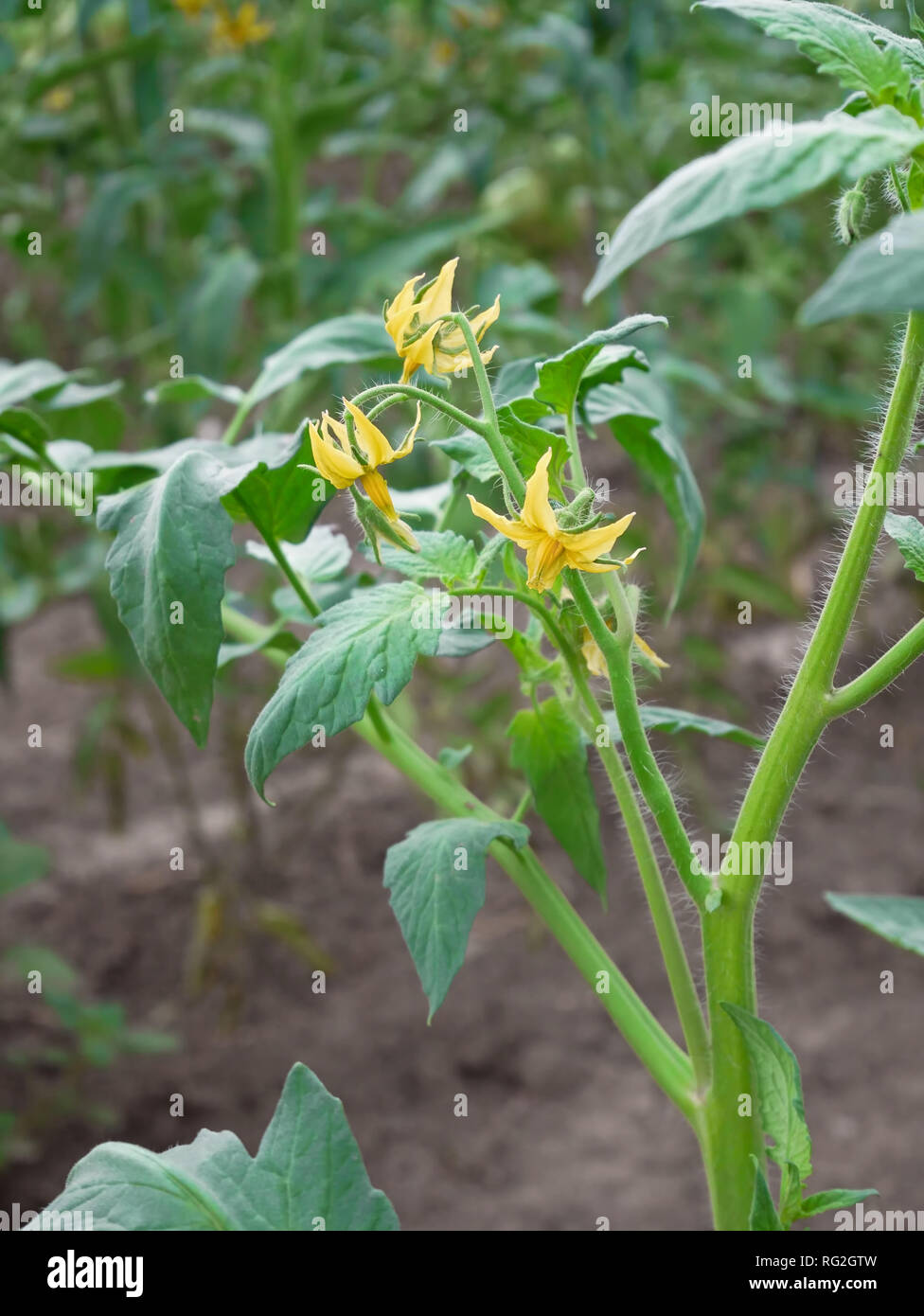 Tomato plants blooming hi-res stock photography and images - Alamy