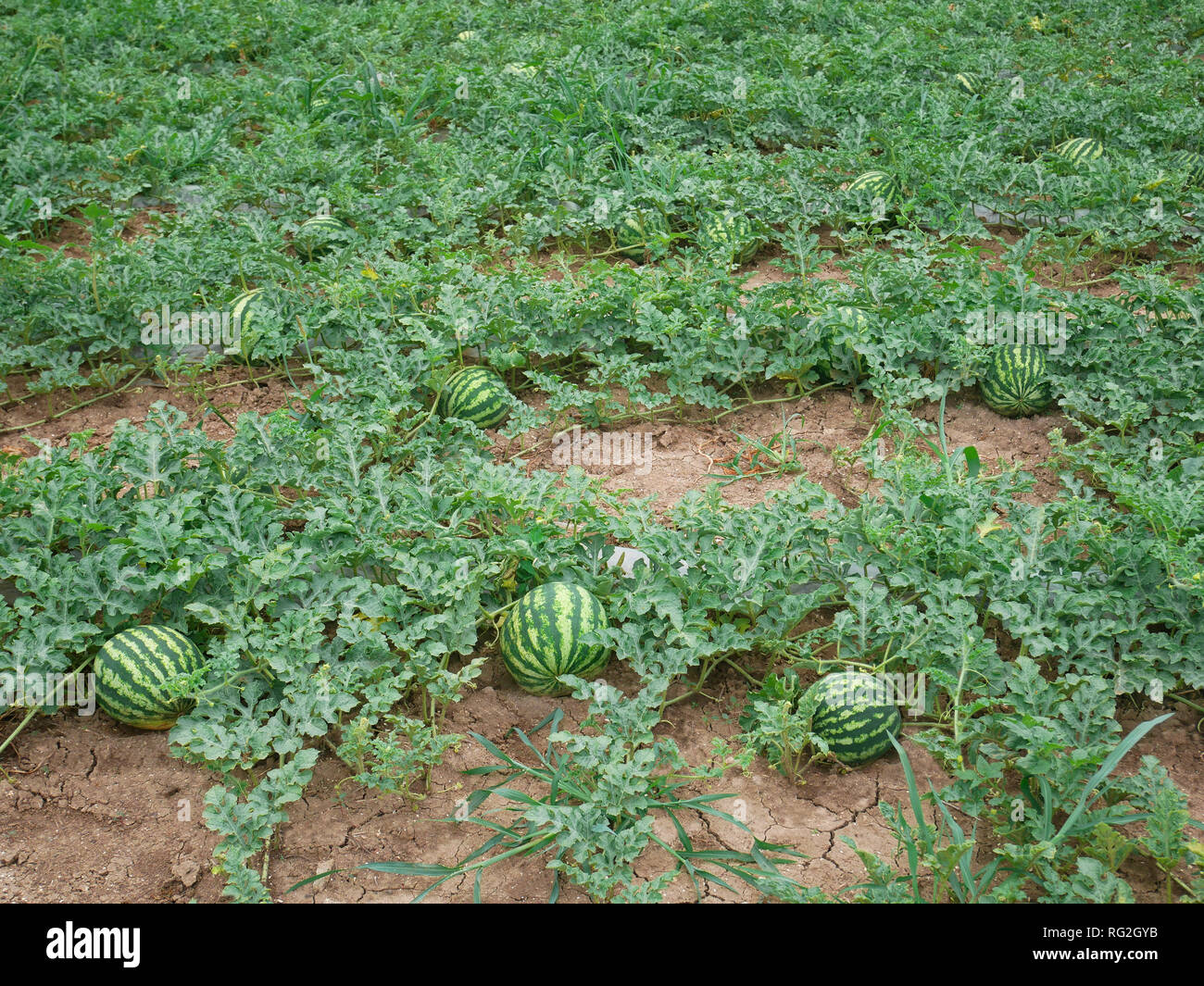 Group of striped watermelons ripening on the field in summertime Stock ...