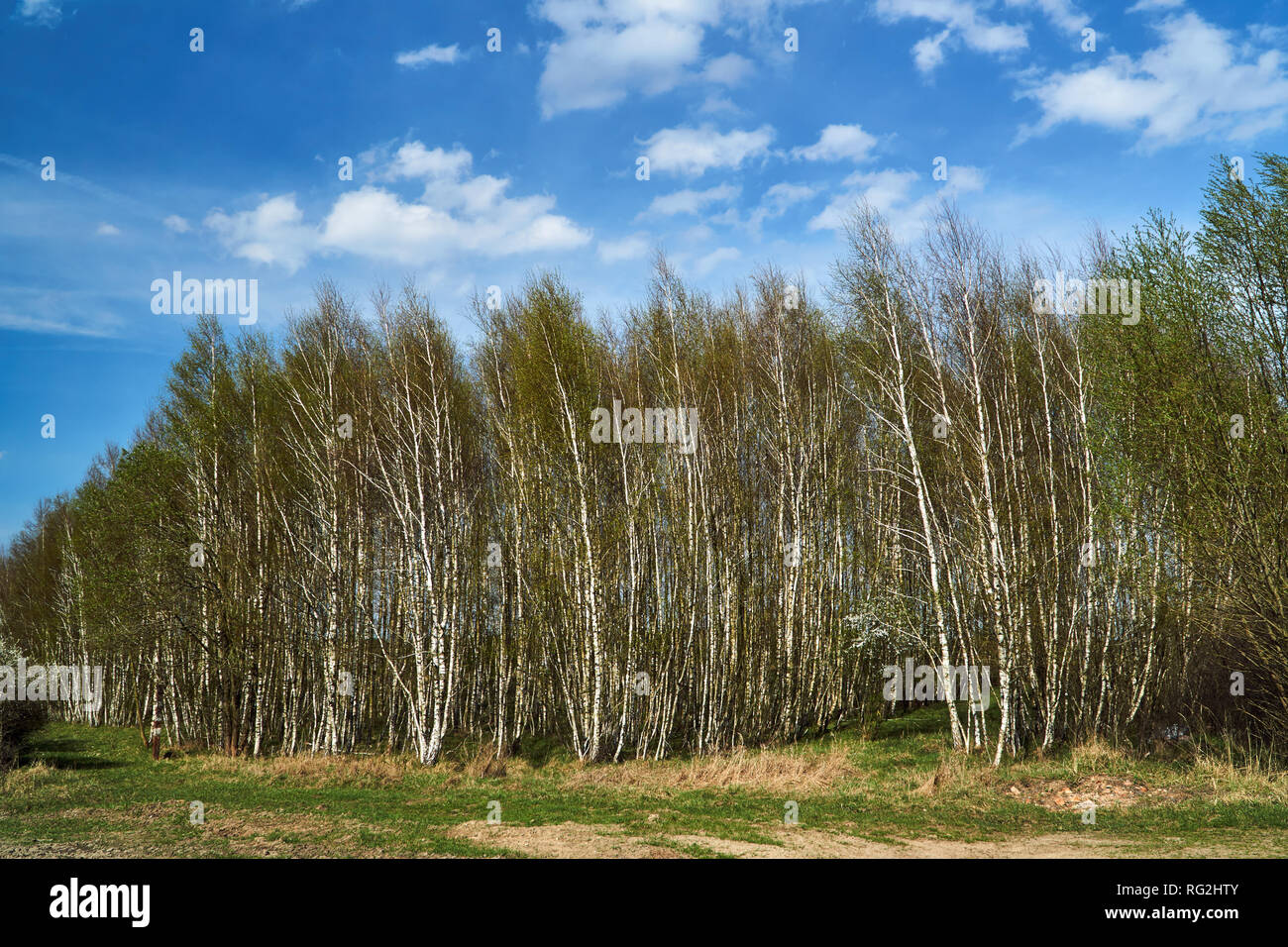 Birch copse hi-res stock photography and images - Alamy