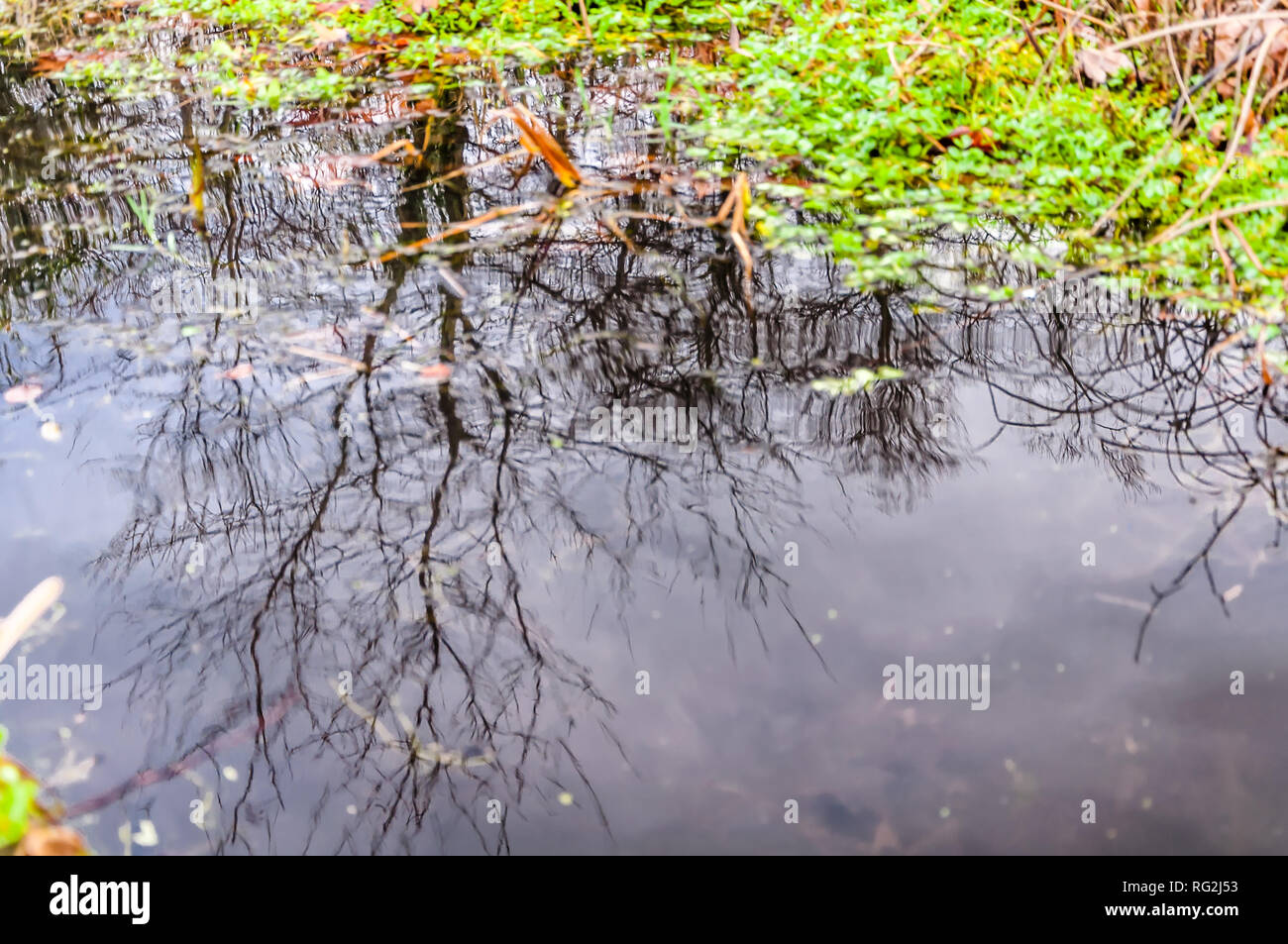 Reflection in dipping pond Stock Photo - Alamy