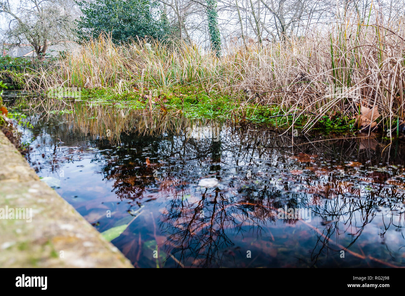 Preserving Britain's ponds, protected and improved green spaces, London ...