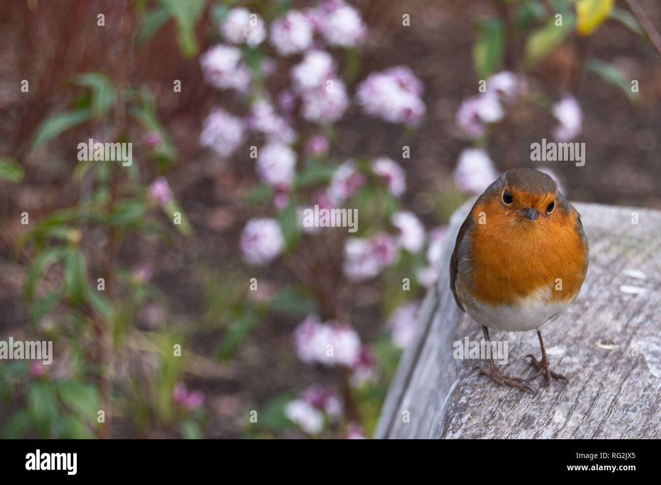 Robin at RHS Wisley, Surrey Stock Photo - Alamy