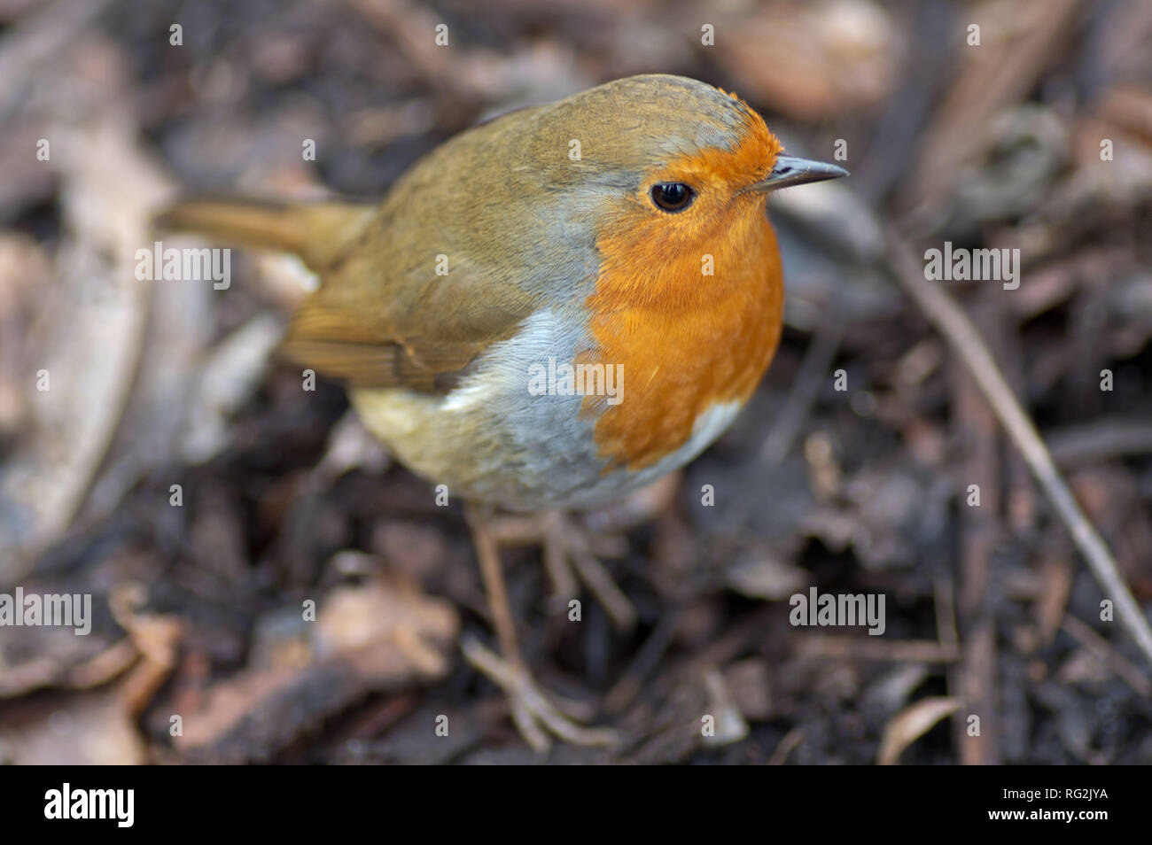 Robin at RHS Wisley, Surrey Stock Photo - Alamy