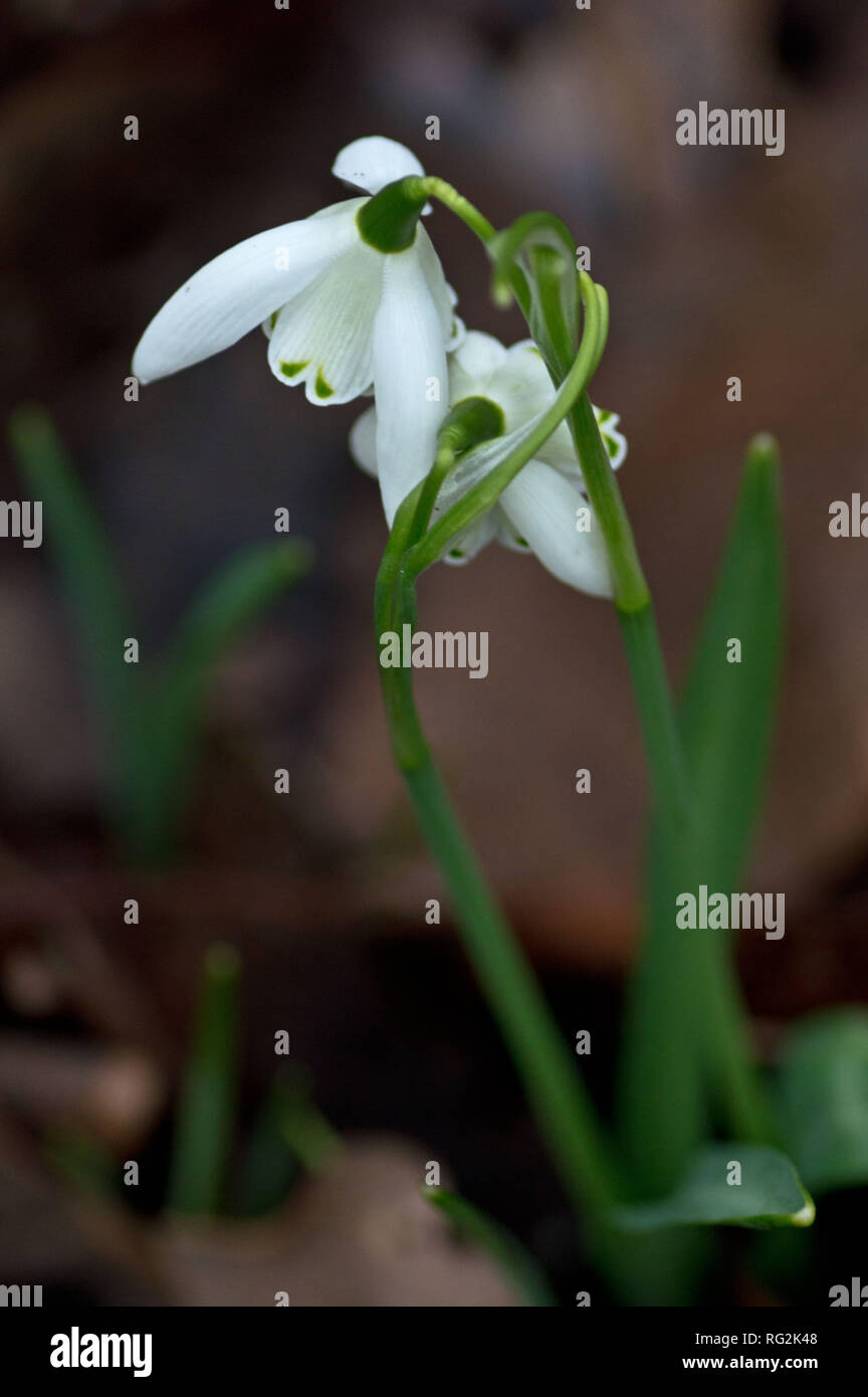 Snowdrops at RHS Wisley, Surrey, England Stock Photo - Alamy