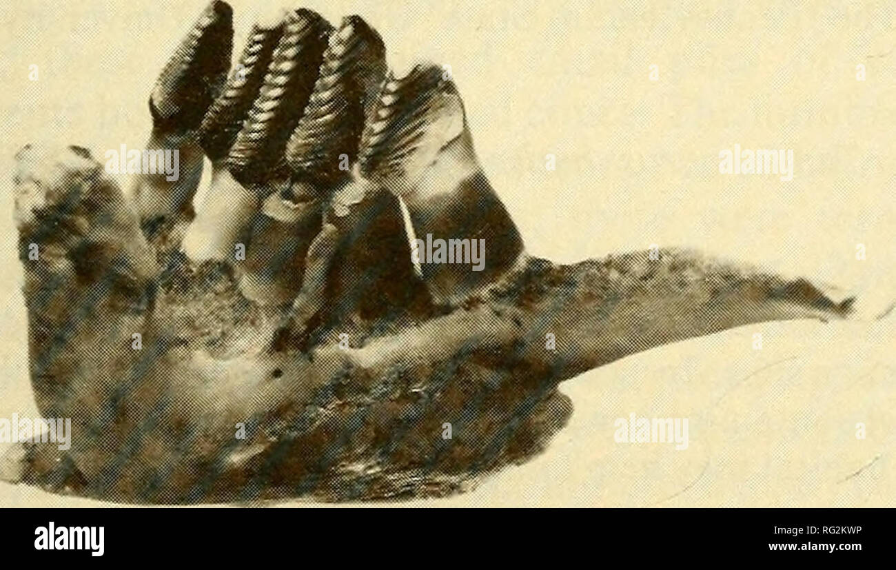 . The Canadian field-naturalist. Figure 1. Ctenopharyngodon idella 758 ...