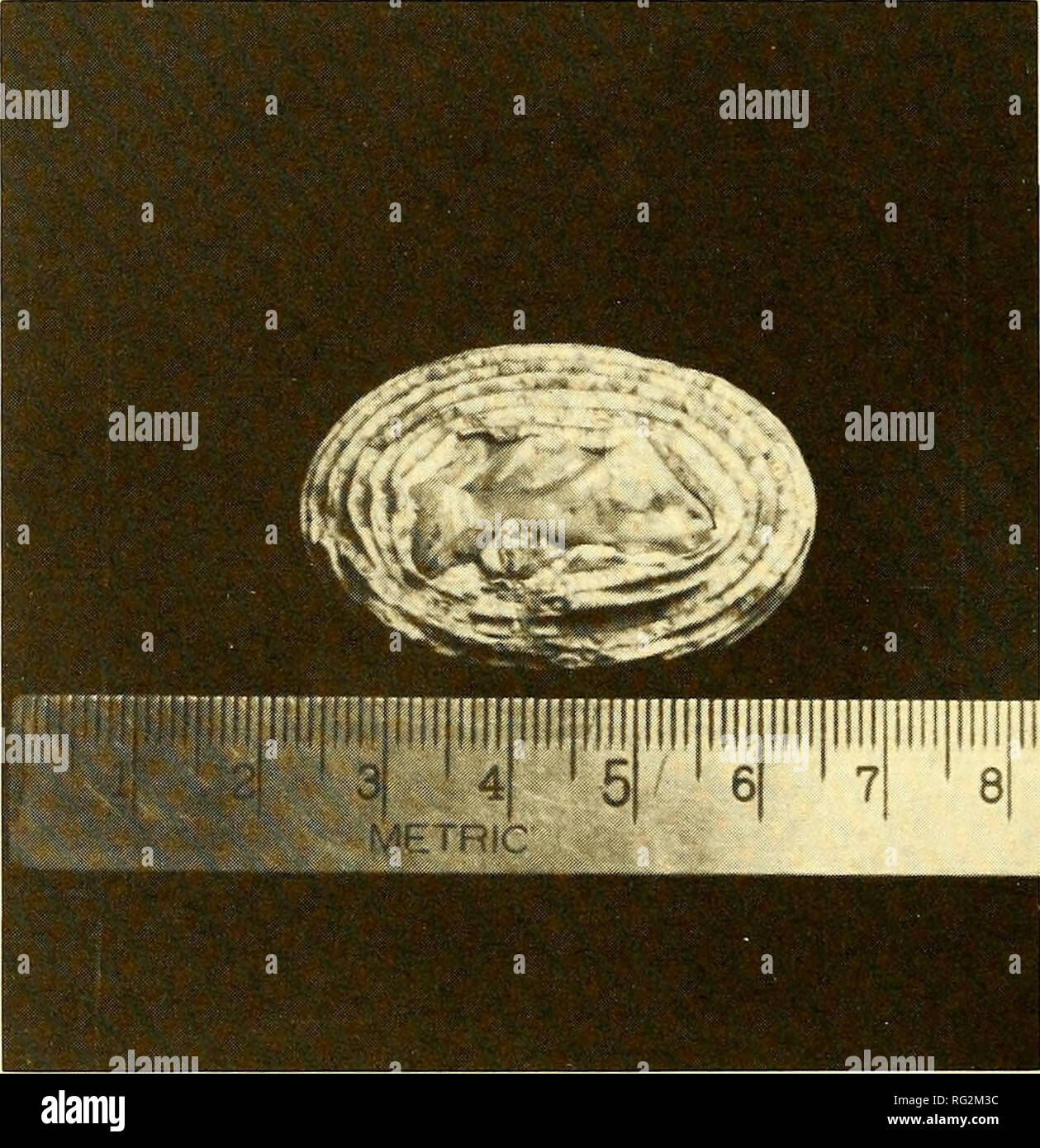 . The Canadian field-naturalist. . Figure 1. Side view of enterolith ...