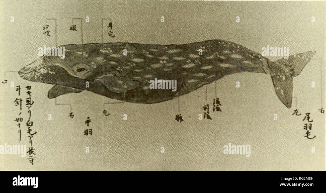 Ancient Japanese Whaling