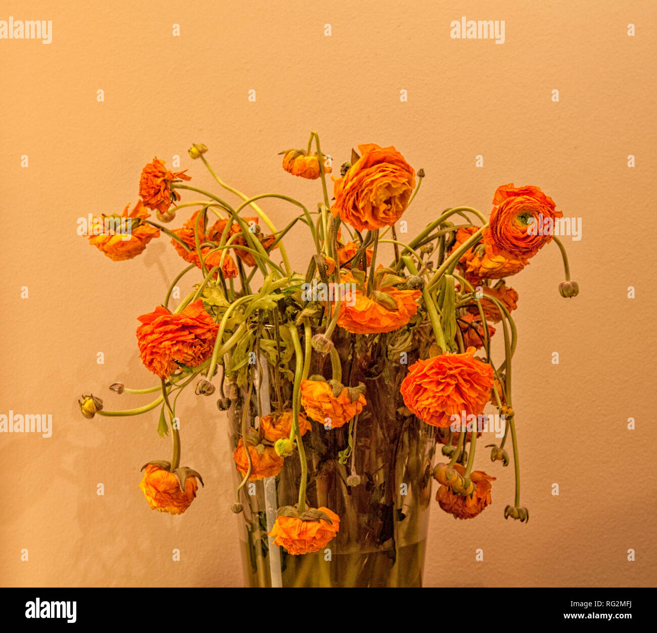 Crowfeet hi-res stock photography and images - Alamy