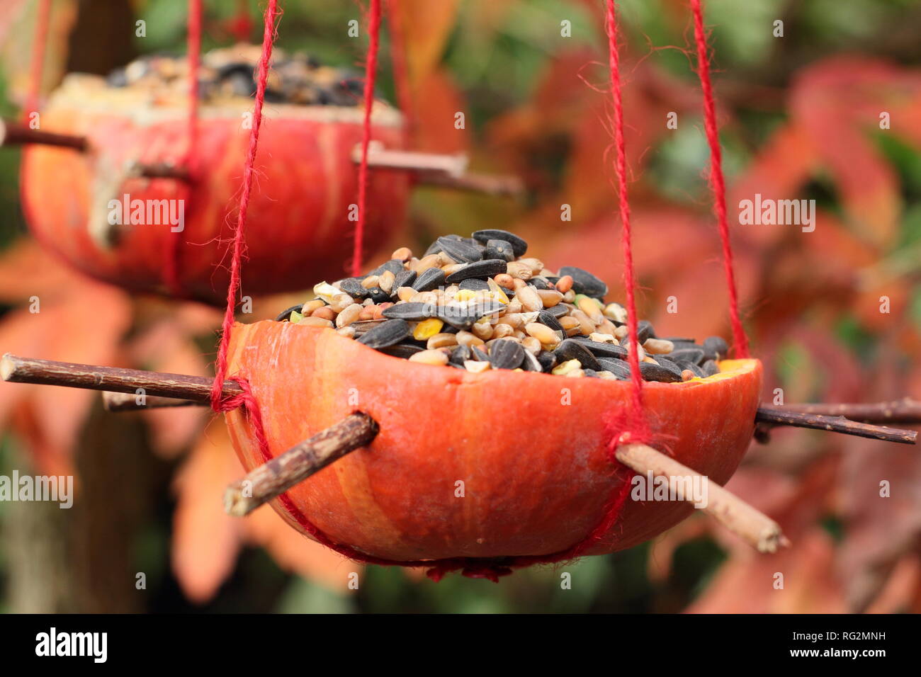 Bird feeder home made hi-res stock photography and images - Alamy