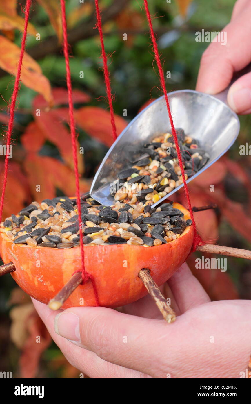 Home made bird feeder carved from pumpkin squash being filled with ...