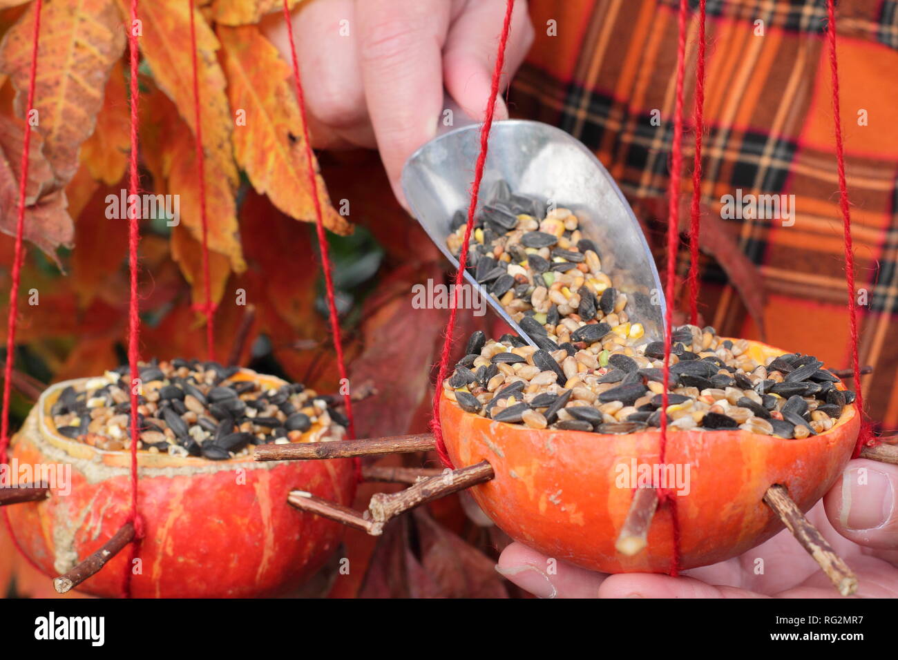 Home made bird feeder carved from pumpkin squash being filled with ...