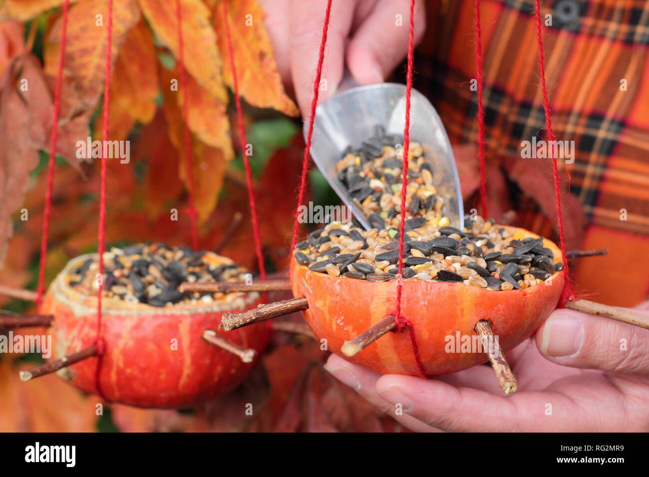 Home made bird feeder carved from pumpkin squash being filled with ...