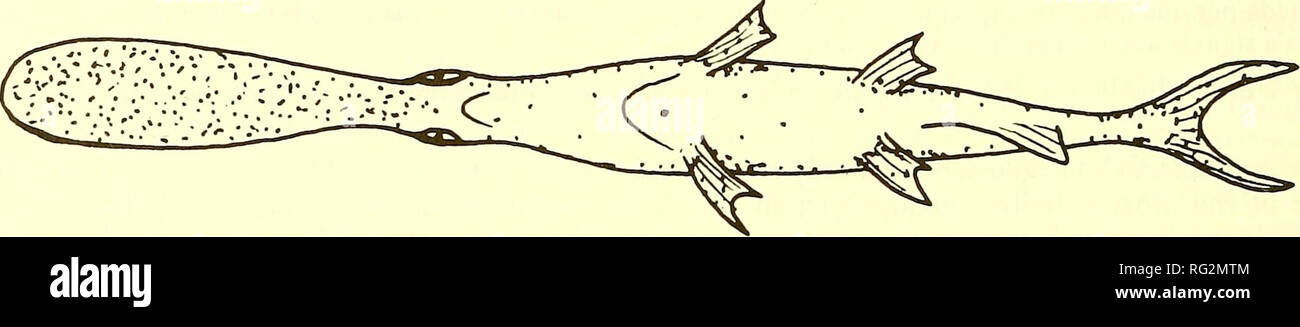 . The Canadian field-naturalist. . Figure 1. Drawing of the Paddlefish ...