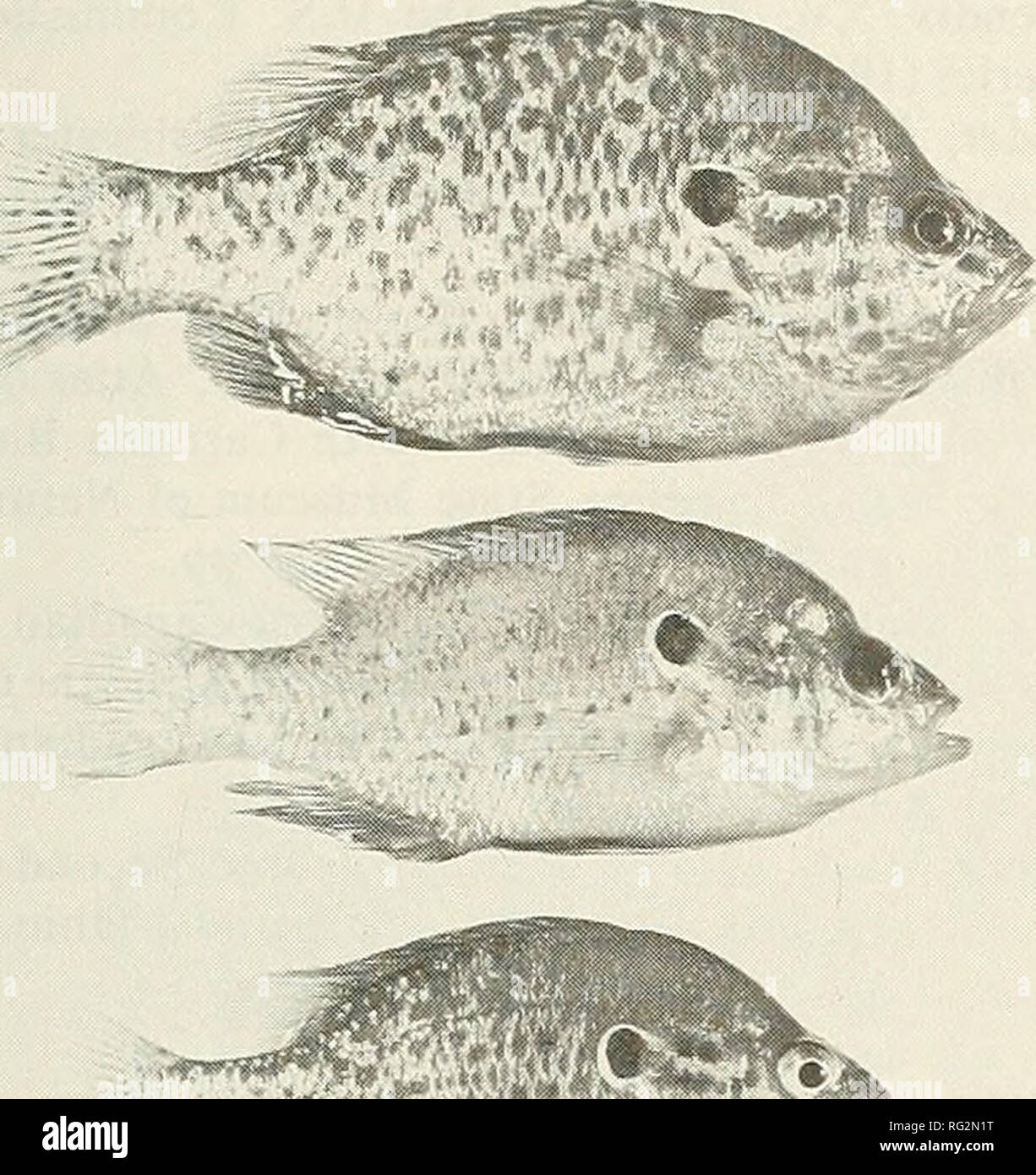 . The Canadian field-naturalist. 1984 Notes 495. Figure I. The four ...
