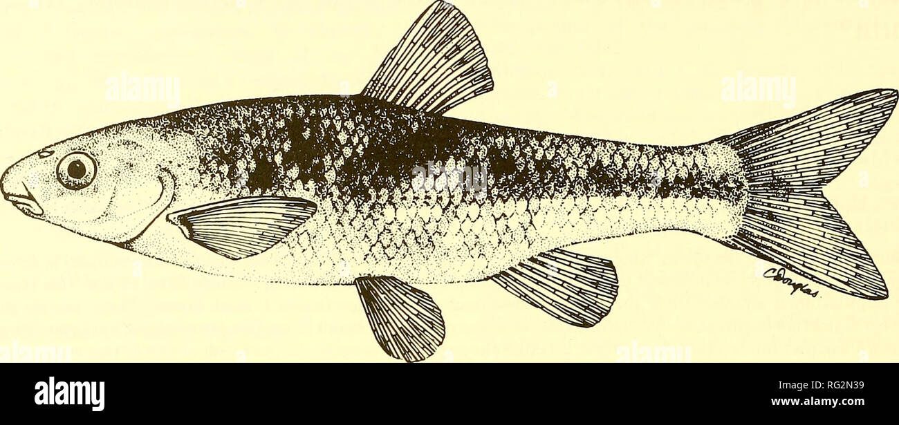 Central stoneroller hi-res stock photography and images - Alamy