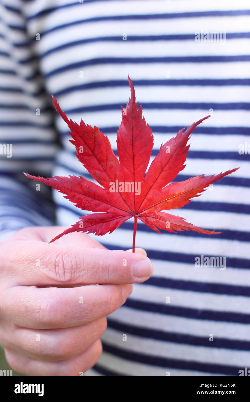 Maple leaf in autumn. Man holding red Acer palmatum leaf October, UK ...