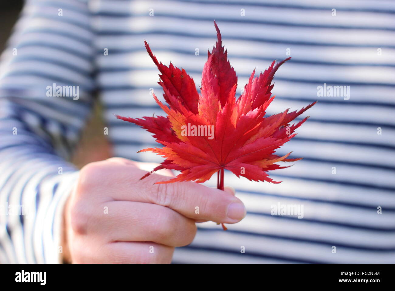 Hand holding maple leaf hi-res stock photography and images - Alamy