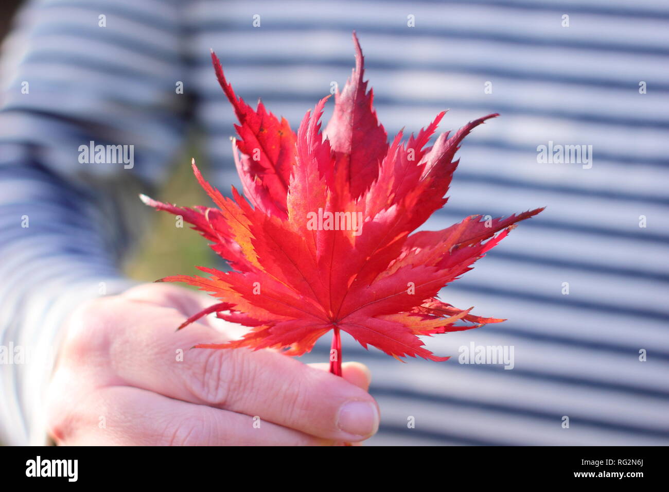 Red maple leaf hi-res stock photography and images - Alamy