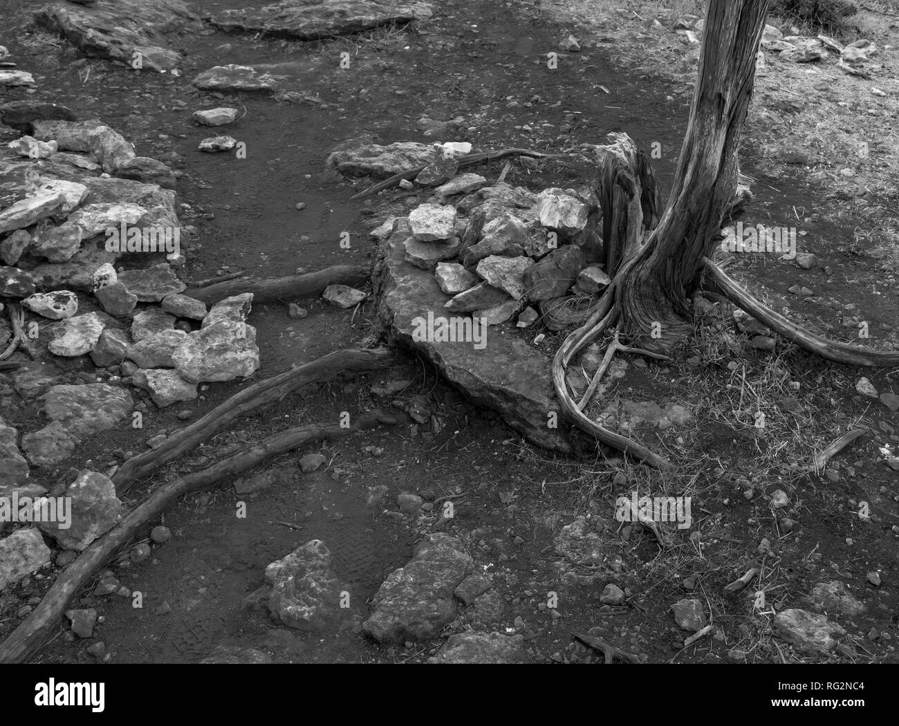 Close-up abstract of tree trunk roots and stones in black and white ...