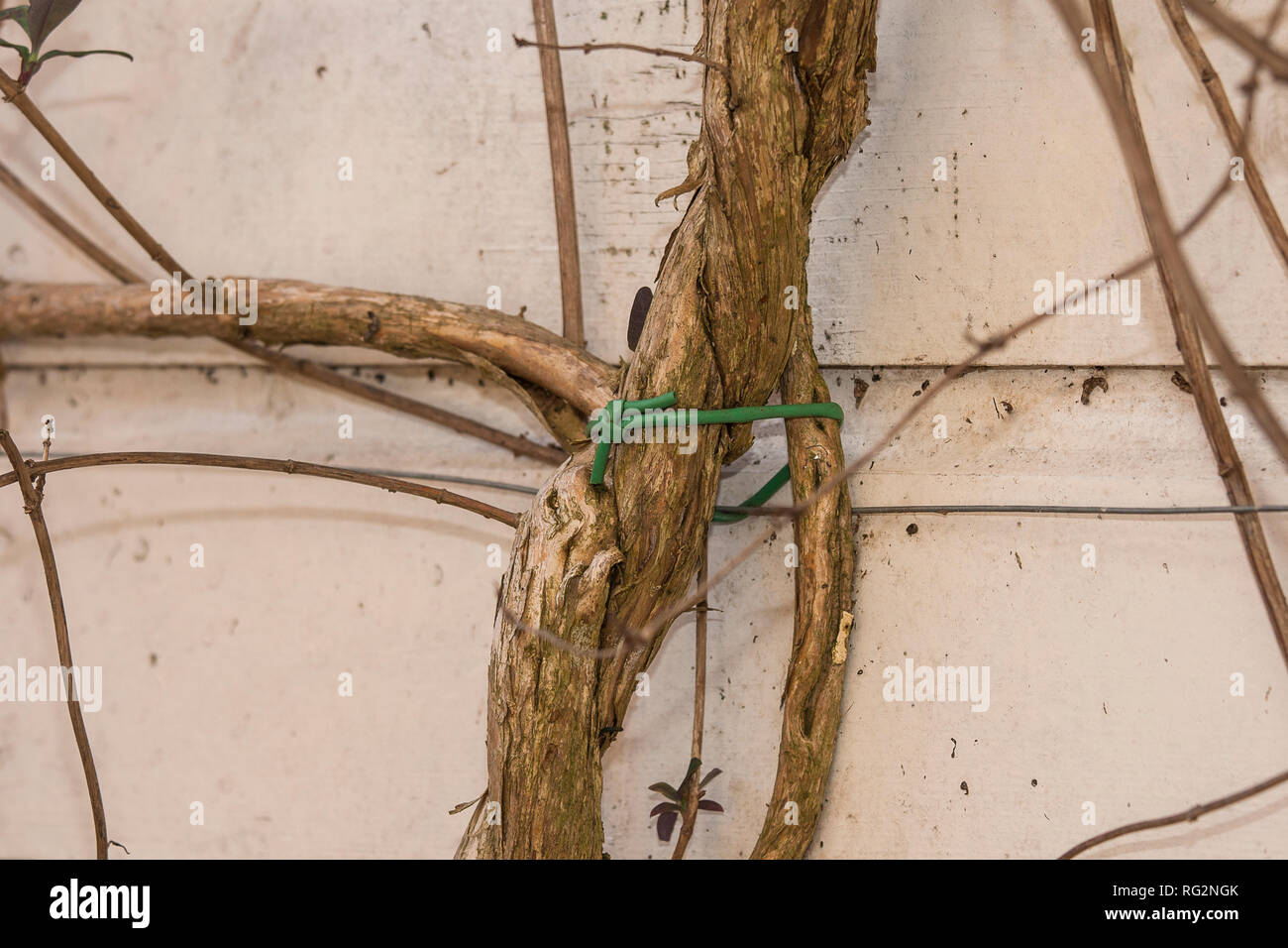 Branches tied together with a green rope Stock Photo - Alamy