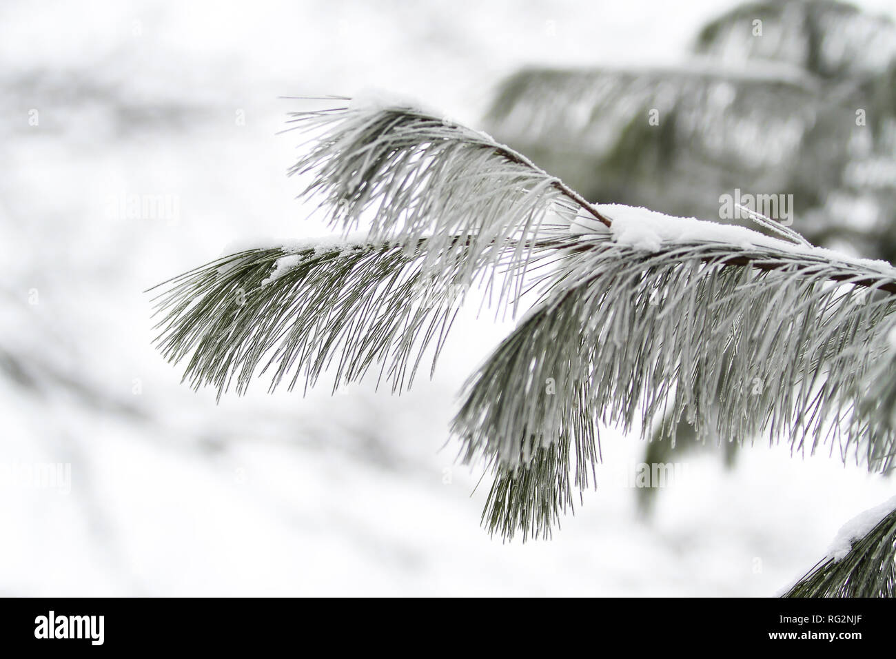 Beautiful, cold winter day view of small spruce details covered with ...
