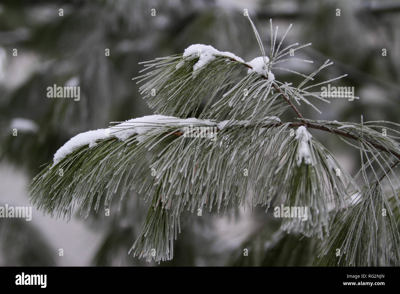 Beautiful, cold winter day view of small spruce details covered with ...