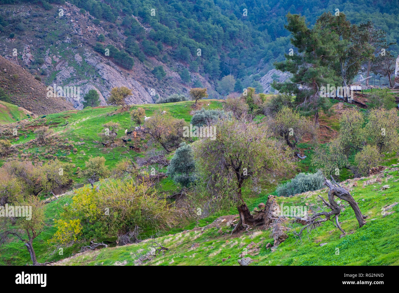 Wild goats on hills around deserted villages in Tylliria, Cyprus Stock ...