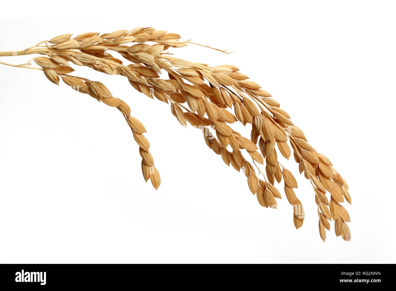 A bunch of rice ears isolated on white background Stock Photo - Alamy