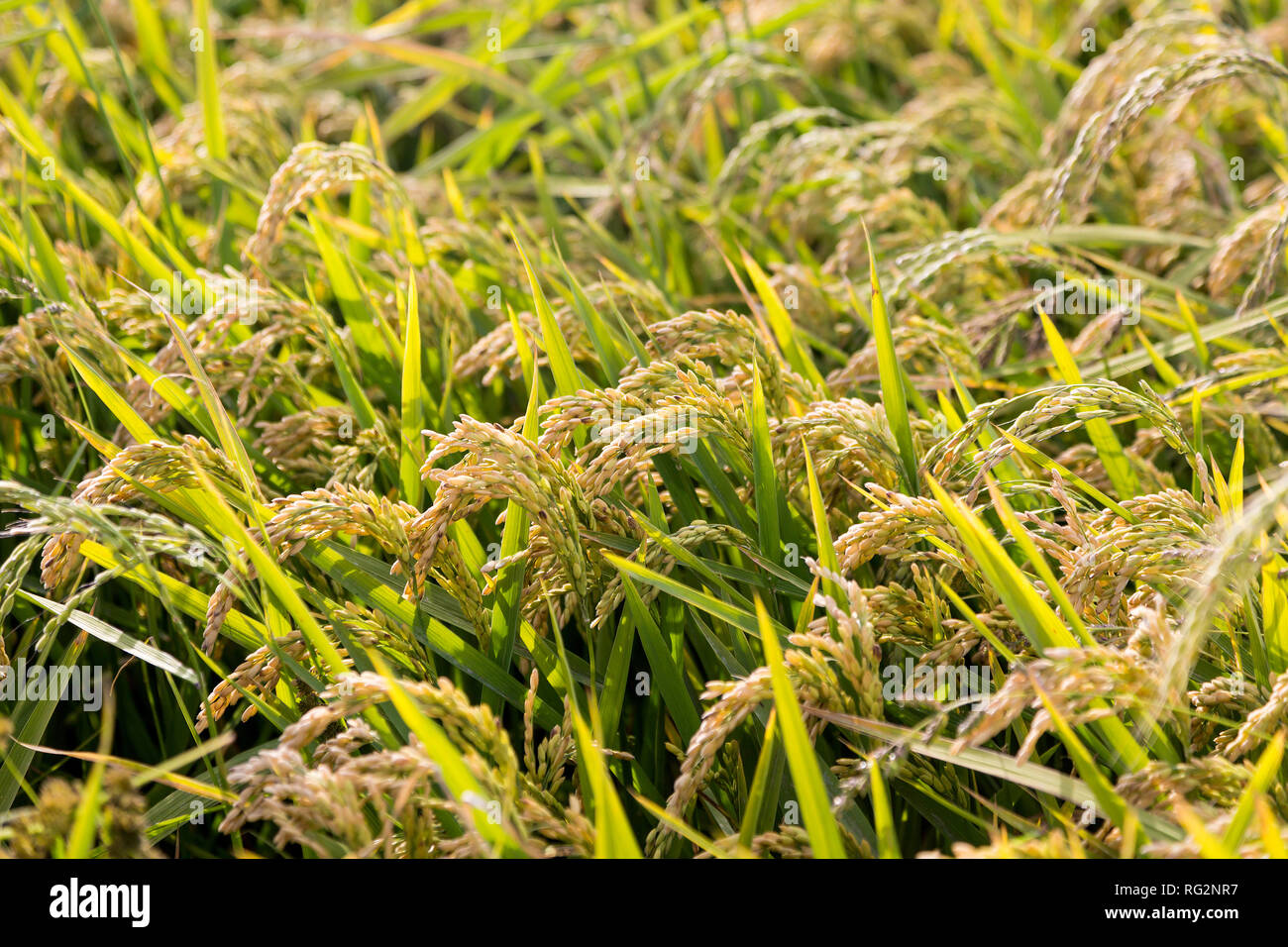 Rice ears in a paddy field, full frame Stock Photo - Alamy