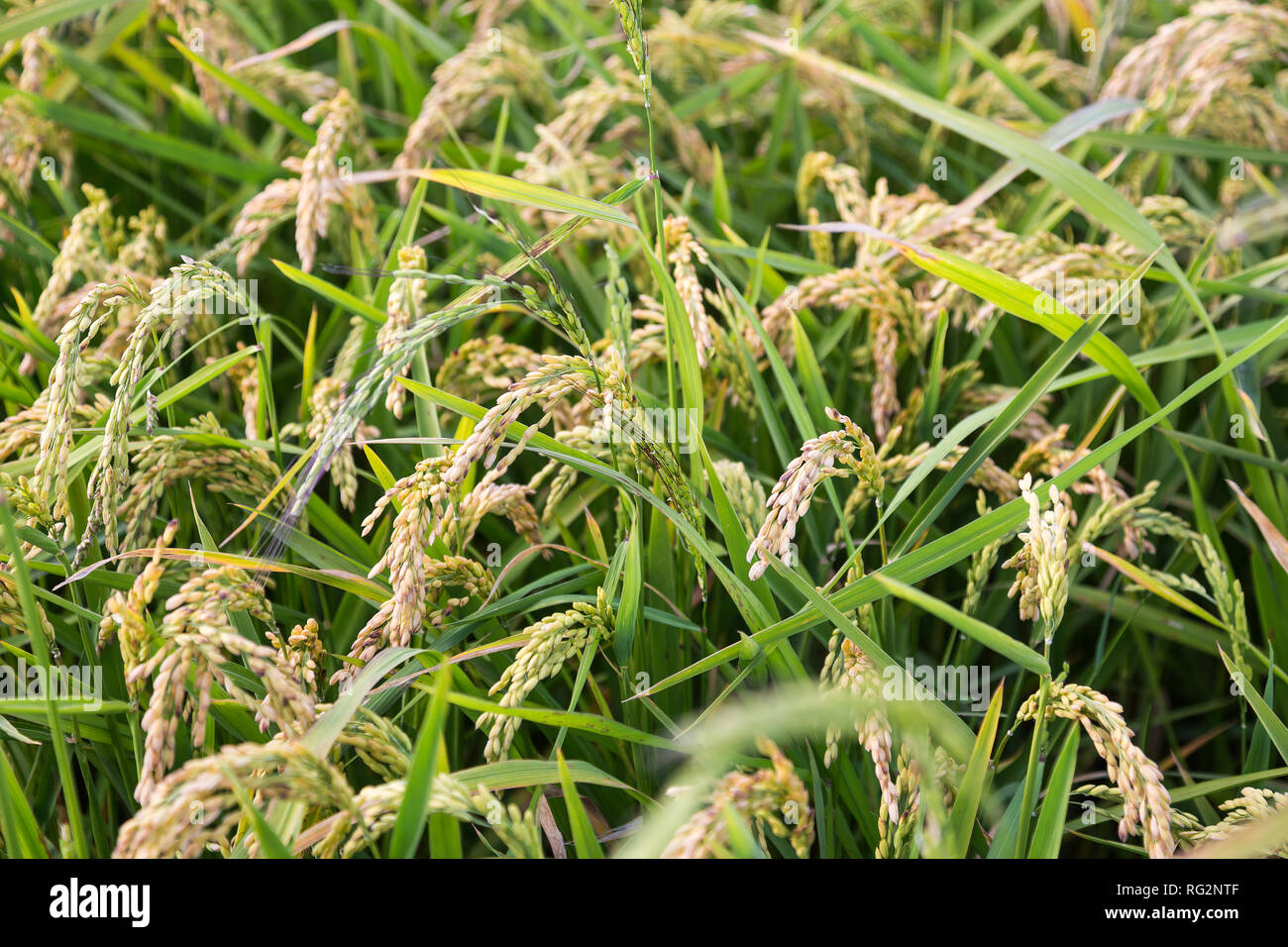 Ears of paddy hi-res stock photography and images - Alamy