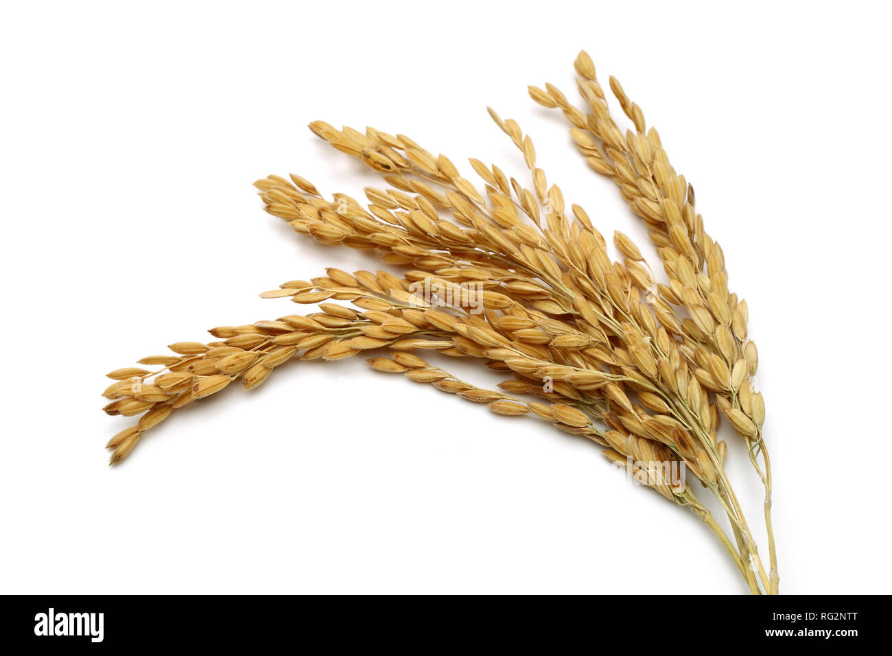Bunch Of Paddy Stock Photos & Bunch Of Paddy Stock Images - Alamy