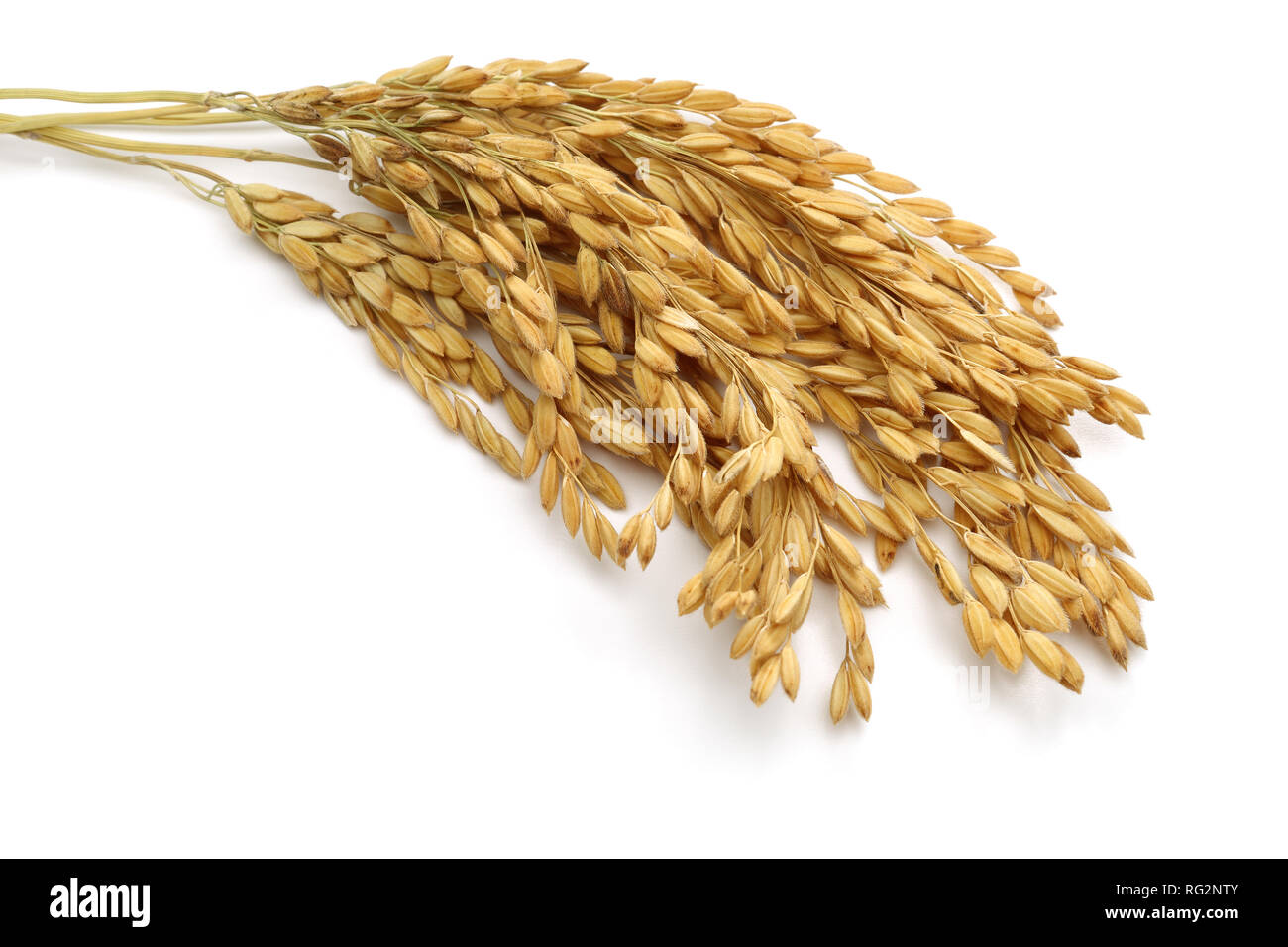 Bunch Of Paddy Stock Photos & Bunch Of Paddy Stock Images - Alamy