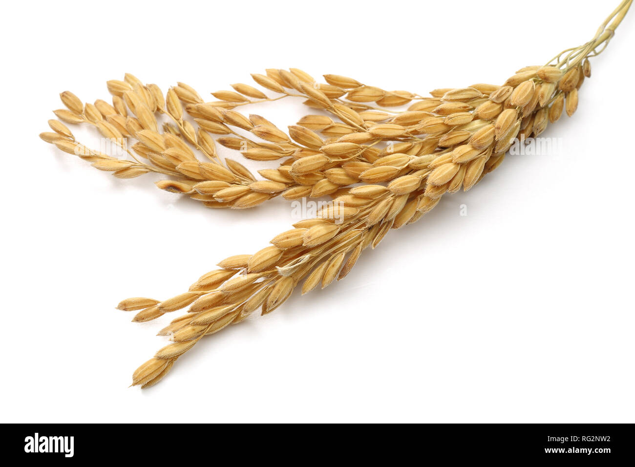 A bunch of rice ears isolated on white background Stock Photo - Alamy