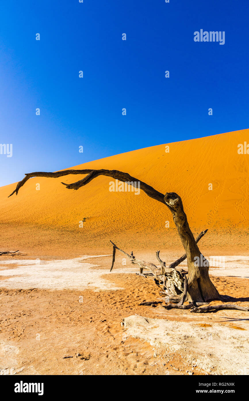 Red sand dunes and scorched dead tree shortly after sunrise in Deadvlei ...