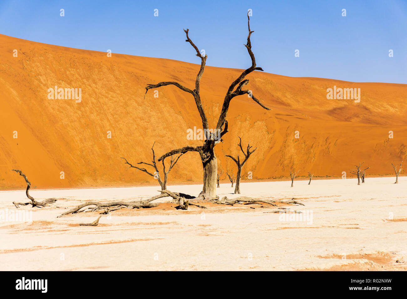 Red sand dunes and scorched dead tree shortly after sunrise in Deadvlei ...