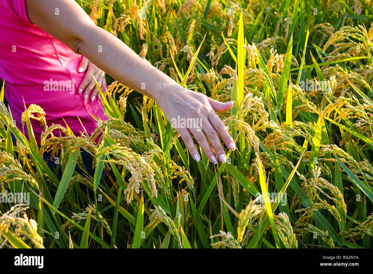 Ears of paddy hi-res stock photography and images - Alamy
