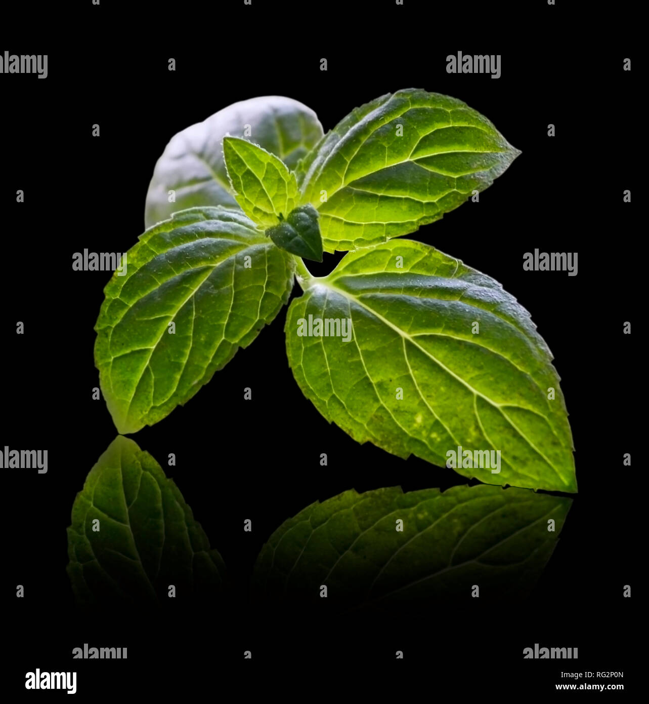 A beautiful sprig of mint, illuminated by the sun on a dark background ...