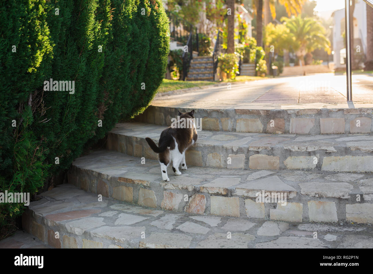 Pet, spring and animals concept - Cute cat walking outdoor Stock Photo ...