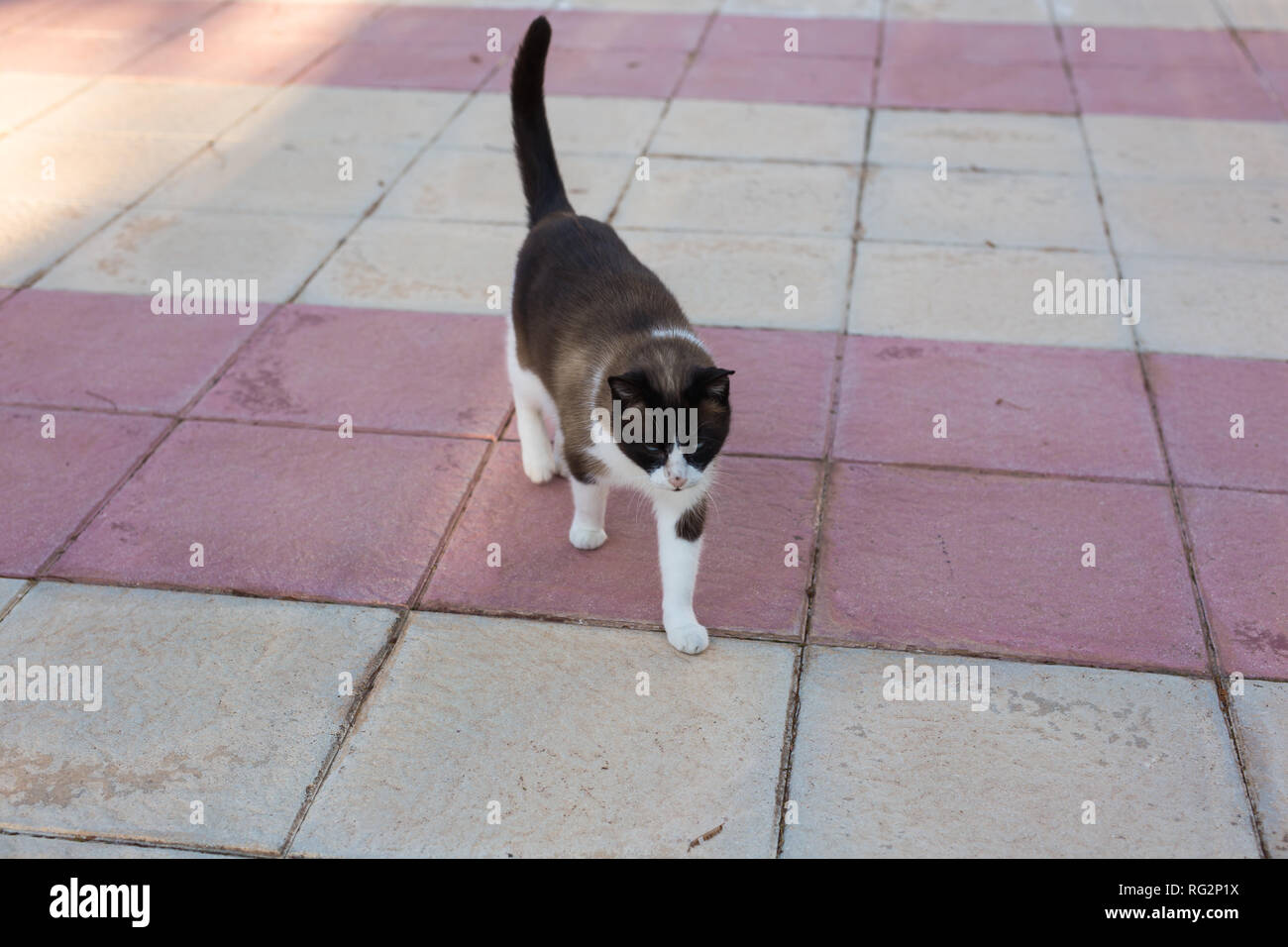 Pet, spring and animals concept - Cute cat walking outdoor Stock Photo ...