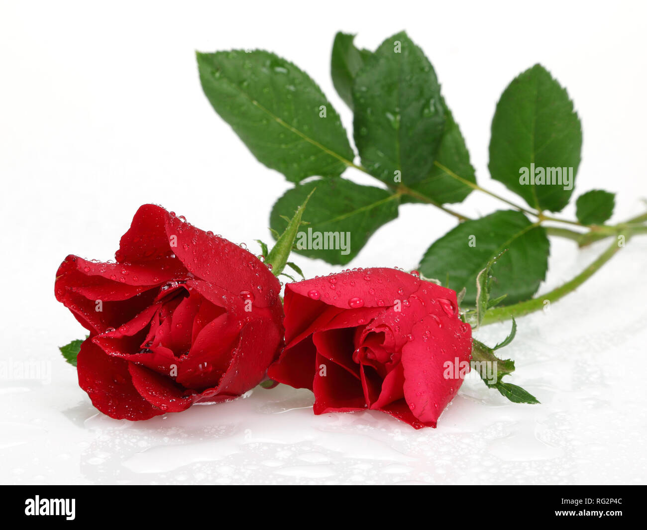 Red roses and leaves on white background Stock Photo - Alamy
