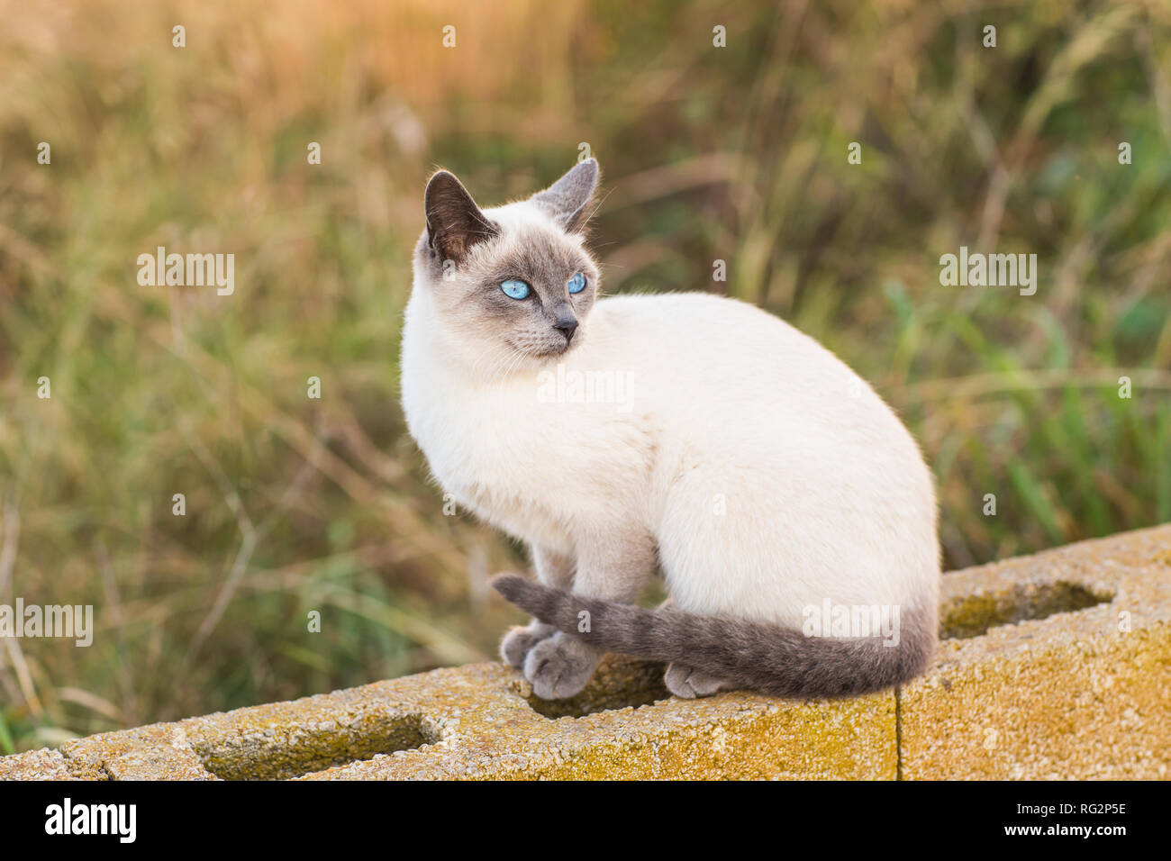 Traditional Siamese Kittens