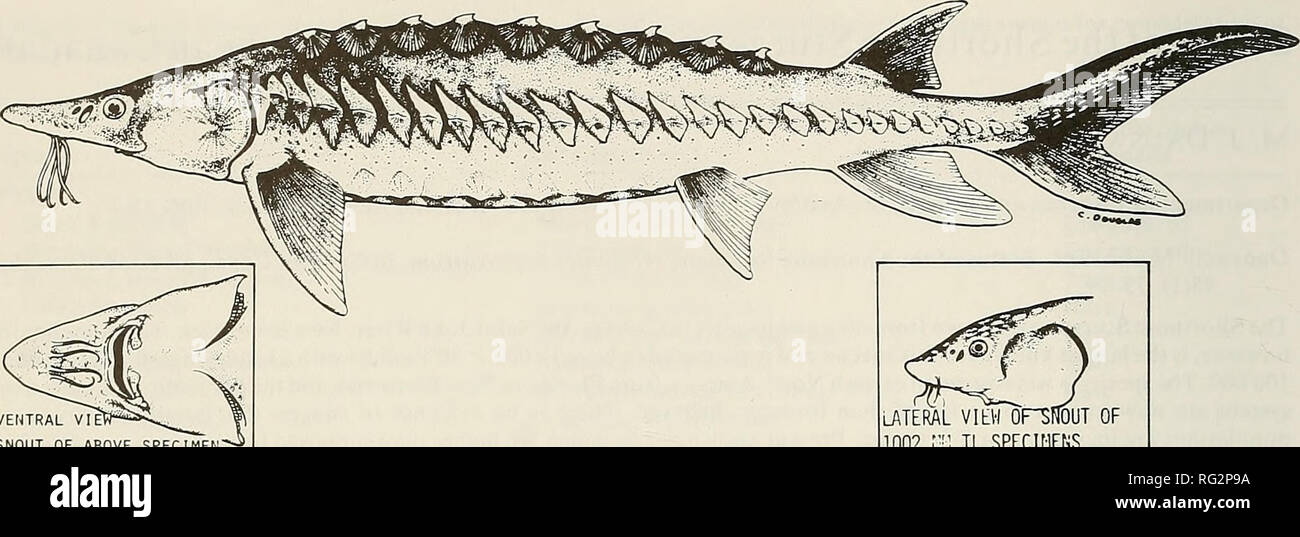 Shortnose Sturgeon