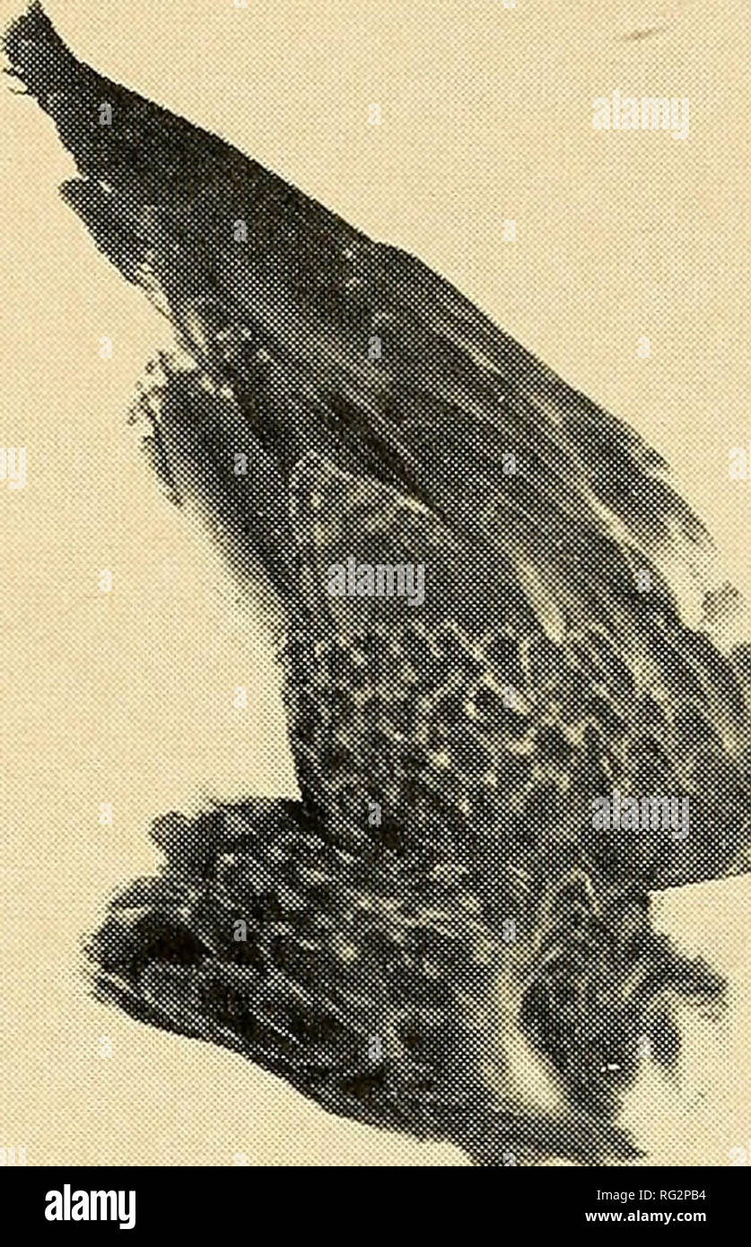 . The Canadian field-naturalist. . Figure 2. Showing the deformed wing ...