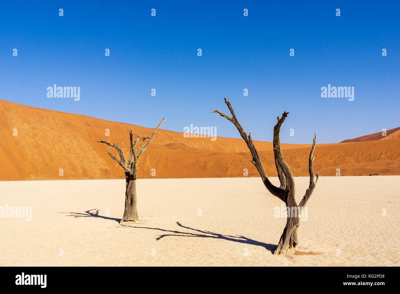 Dead trees in desert hi-res stock photography and images - Alamy