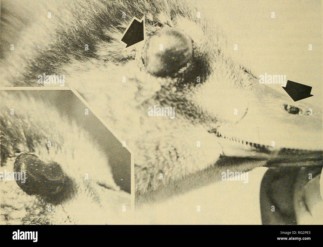 Membrane over eye hi-res stock photography and images - Alamy